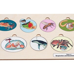 Types of Animal Respiratory and Excretory Organs Puzzle | Animal Organs ...