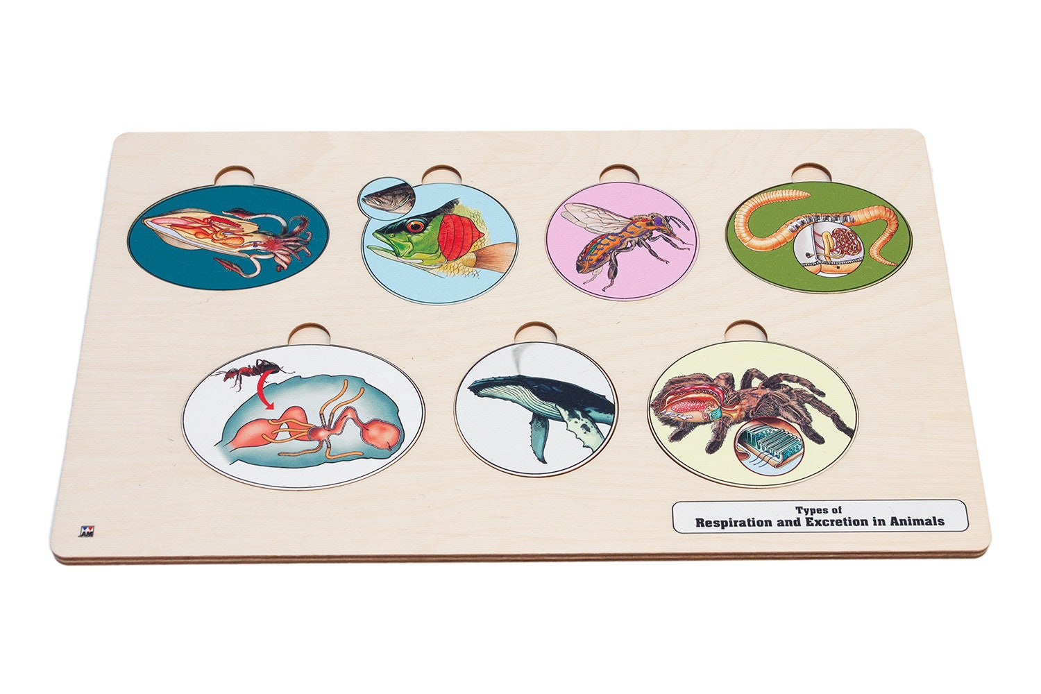 Types of Animal Respiratory and Excretory Organs Puzzle Animal Organs ...