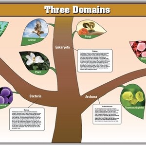 The Three Domains Chart Complete Set | Three Domains of Life | Alison's ...