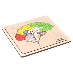 Parts of a Human Brain Puzzle With Nomenclature Cards (3-6 ...