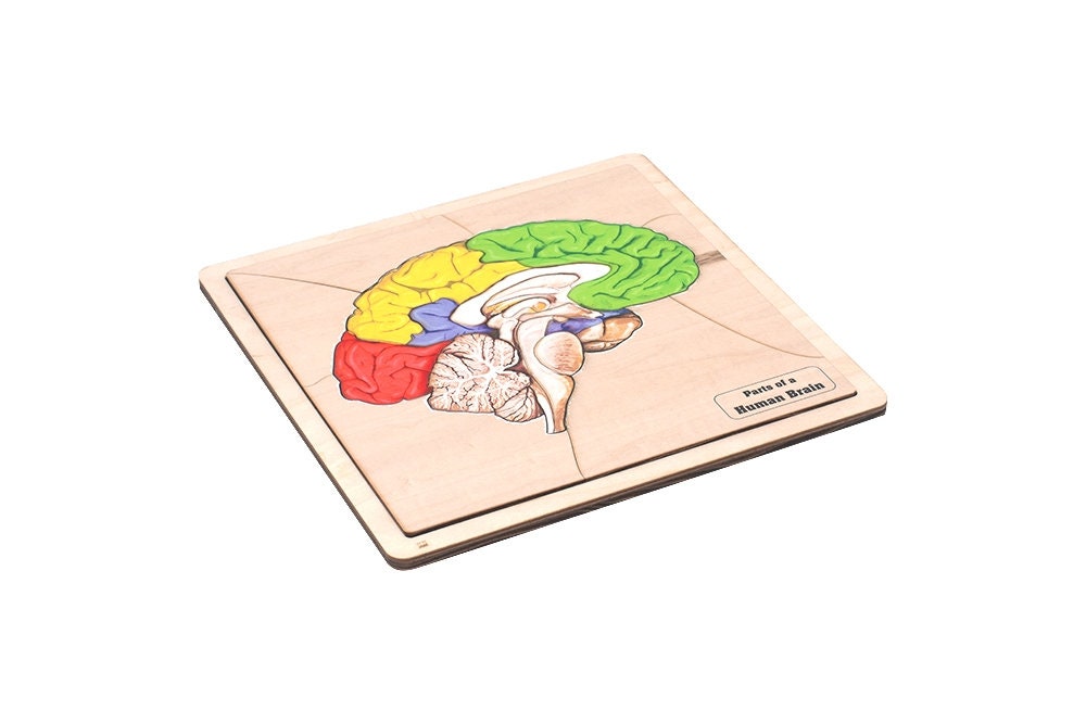 Parts of a Human Brain Puzzle With Nomenclature Cards 3-6 Montessori ...