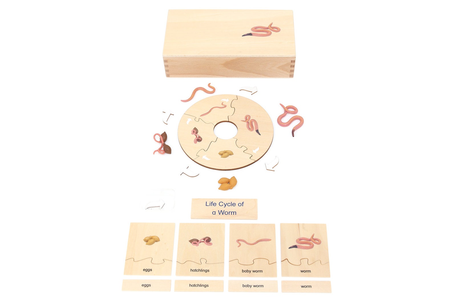 Life Cycle Set of a Worm Montessori Life Cycle Worm Life Cycle ...