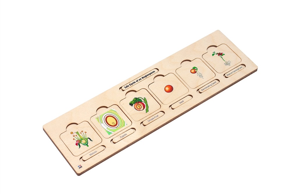 Life Cycle of an Angiosperm Puzzle | Montessori Puzzles | Montessori ...