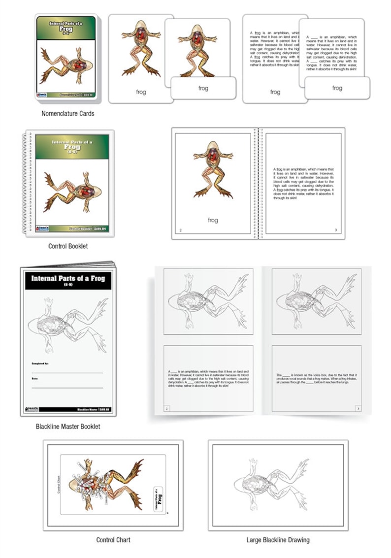 Internal Parts of a Frog Puzzle With Nomenclature Cards (6-9) (printed ...