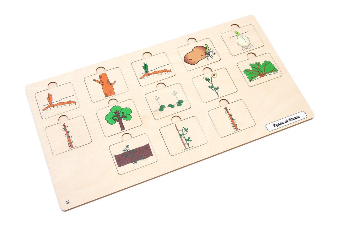 Types of Stems Puzzle | Montessori Materials | Montessori Botany ...