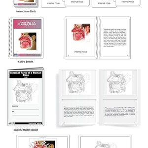 Internal Parts of a Human Nose Puzzle With Nomenclature Cards (6-9 ...