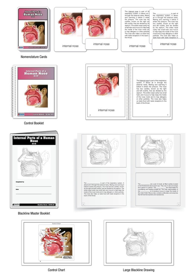 Internal Parts of a Human Nose Puzzle With Nomenclature Cards - Etsy