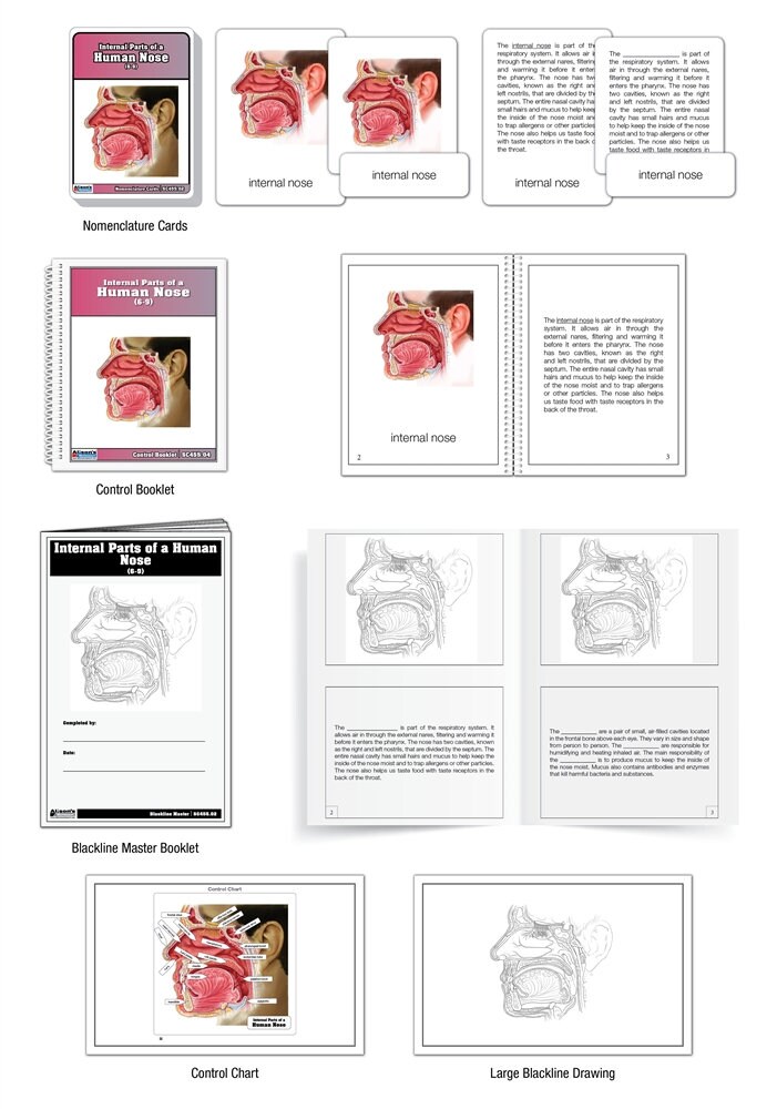 Internal Parts of a Human Nose Puzzle With Nomenclature Cards (6-9 ...