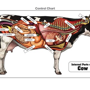 Internal Parts of a Cow Puzzle With Nomenclature Cards (3-6) (printed ...