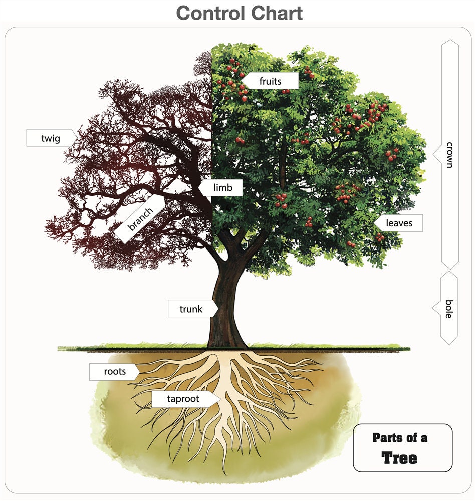 Parts of a Tree Puzzle With Nomenclature Cards printed 3-6 Montessori ...