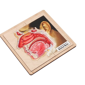 Internal Parts of a Human Nose Puzzle With Nomenclature Cards (6-9 ...