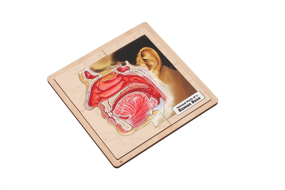 Internal Parts of a Human Nose Puzzle With Nomenclature Cards (6-9 ...