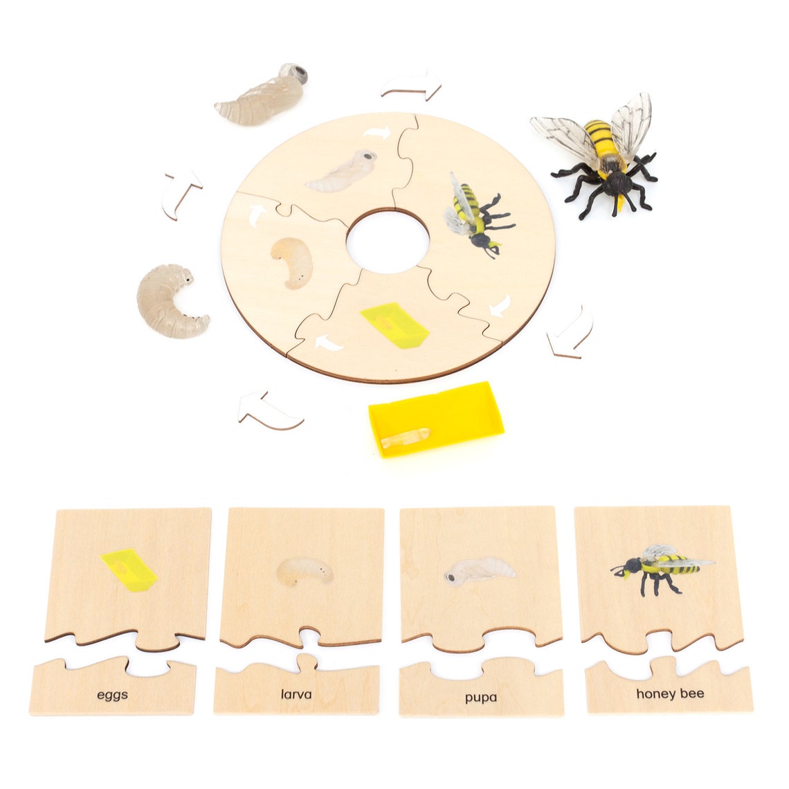 Life Cycle Set of a Honey Bee Montessori Life Cycle Honey Bee Life ...
