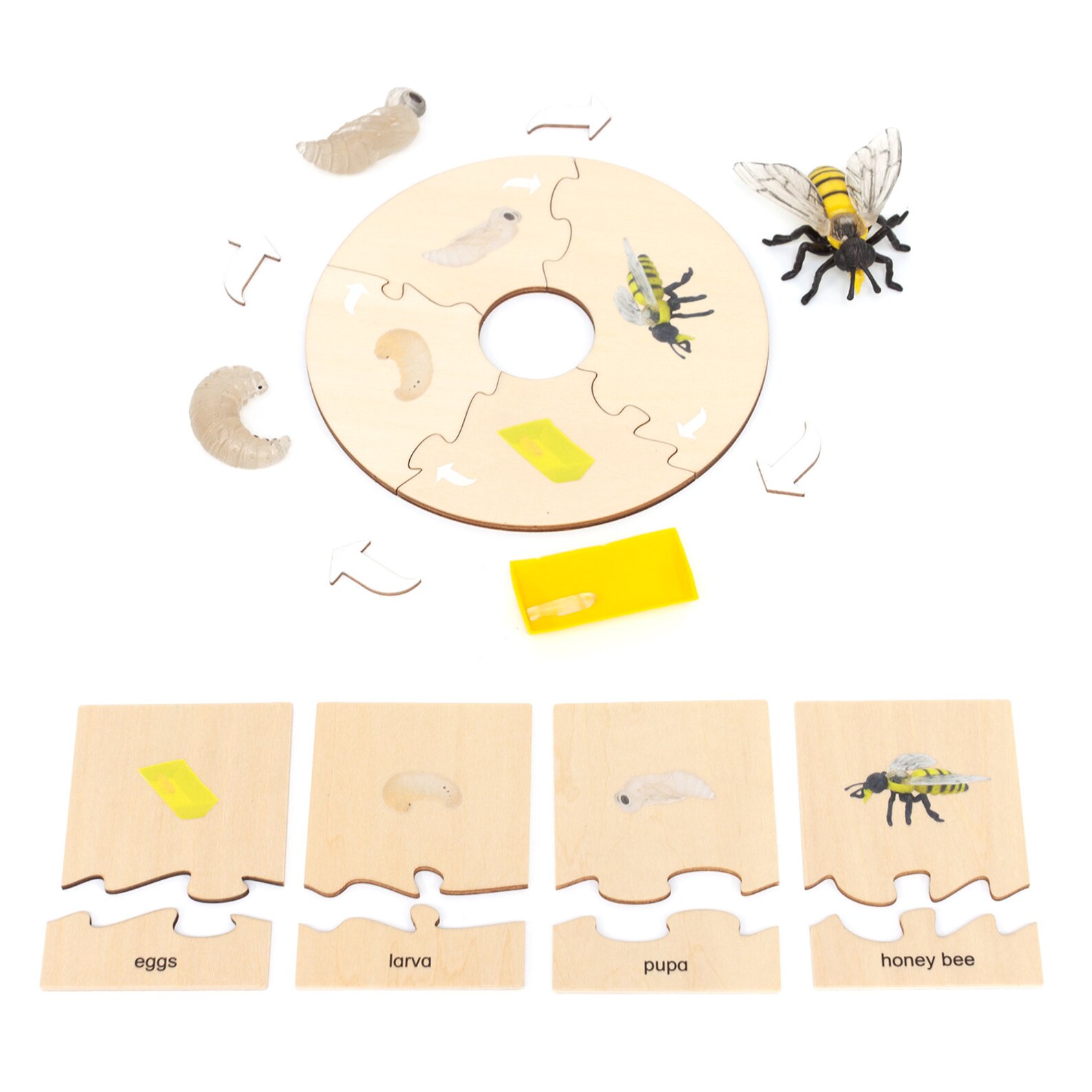 Life Cycle Set of a Honey Bee Montessori Life Cycle Honey Bee Life ...