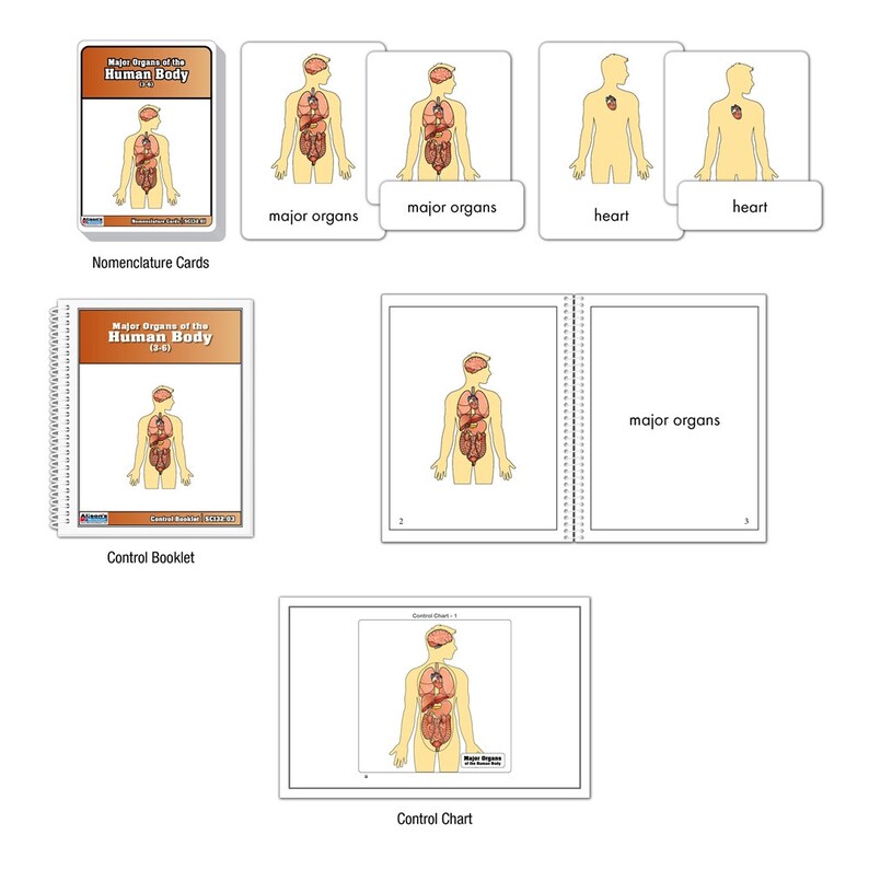 Major Organs of the Human Body Puzzle With Nomenclature Cards - Etsy