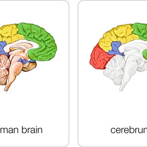 Parts of a Human Brain Puzzle With Nomenclature Cards (3-6 ...
