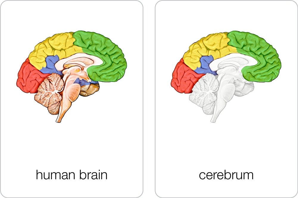 Parts of a Human Brain Puzzle With Nomenclature Cards 3-6 - Etsy