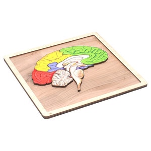 Parts of a Human Brain Puzzle With Nomenclature Cards (3-6 ...