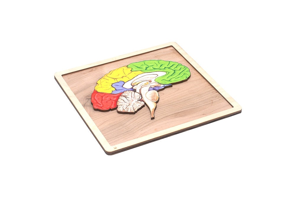 Parts of a Human Brain Puzzle With Nomenclature Cards 3-6 Montessori ...