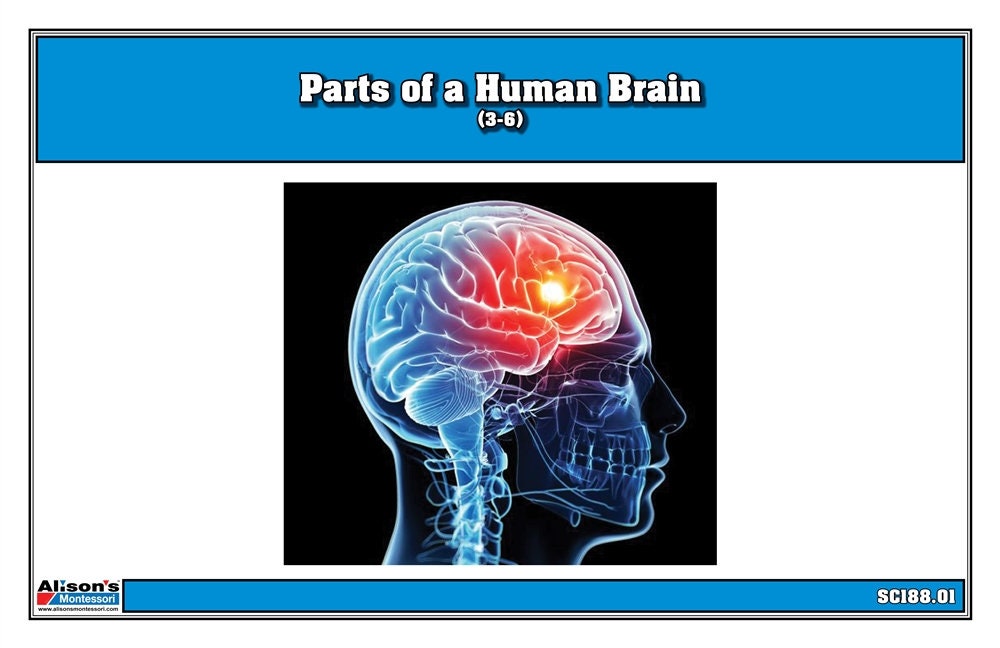Parts of a Human Brain Puzzle With Nomenclature Cards 3-6 Montessori ...