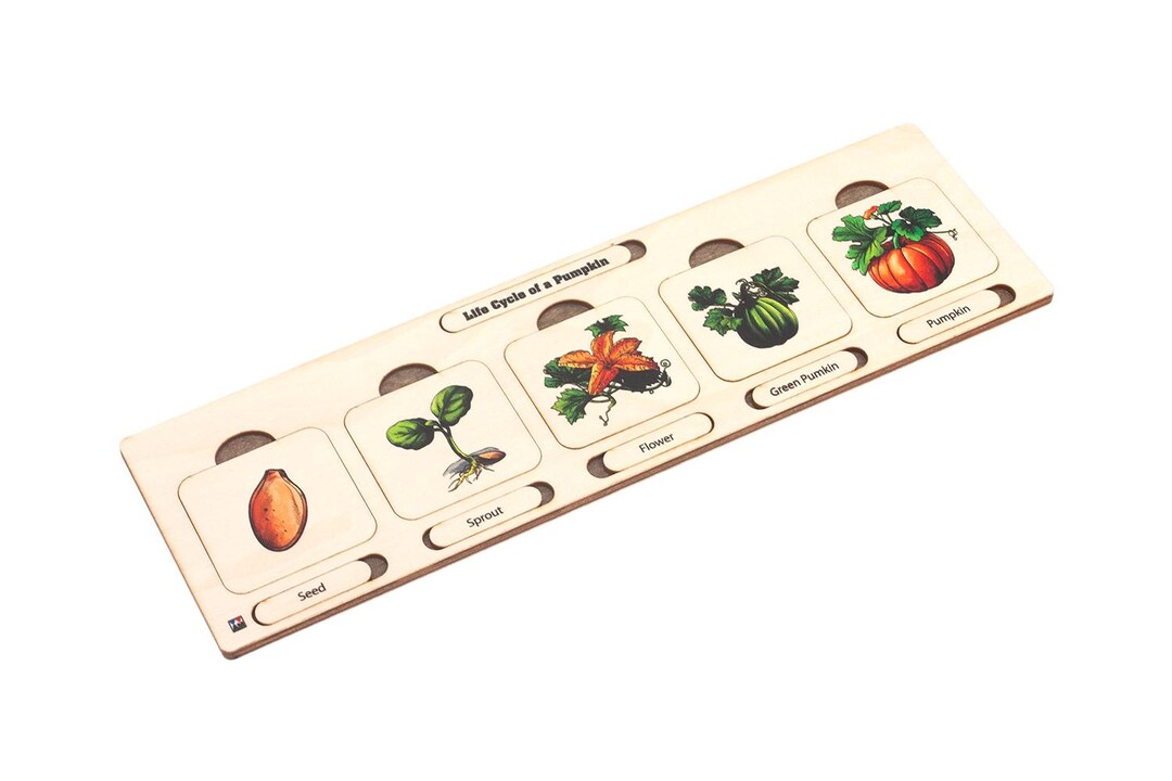 Life Cycle of a Pumpkin Puzzle | Montessori Life Cycle Learning ...