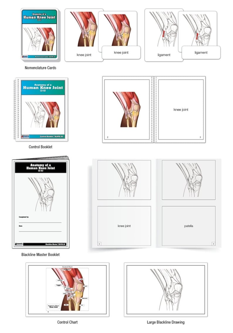 Anatomy of a Human Knee Joint Puzzle With Nomenclature Cards - Etsy
