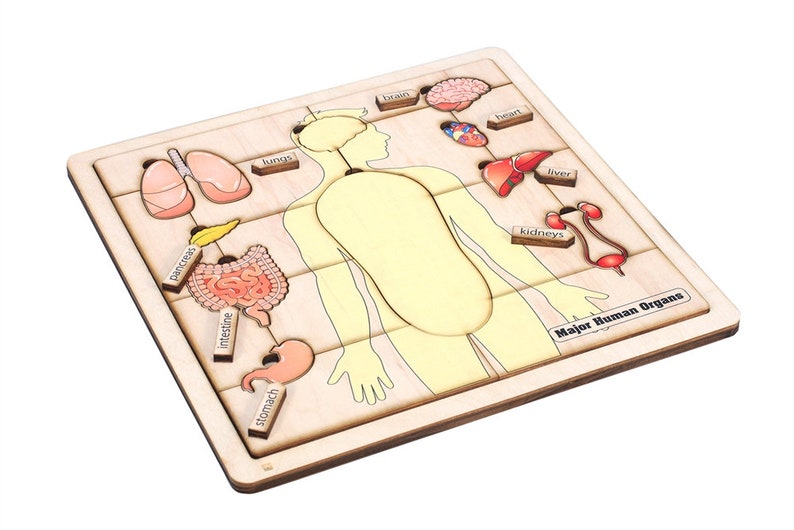 Major Organs of the Human Body Puzzle With Nomenclature Cards - Etsy