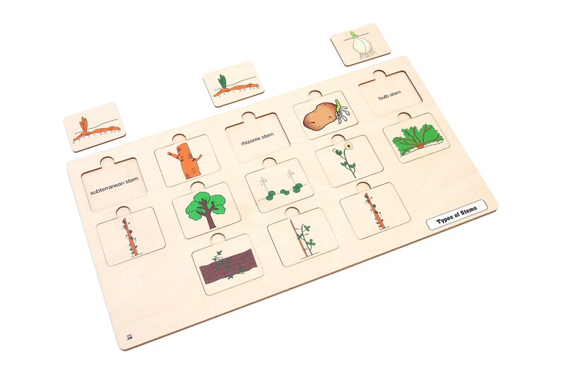 Types of Stems Puzzle Montessori Materials Montessori Botany Learning ...