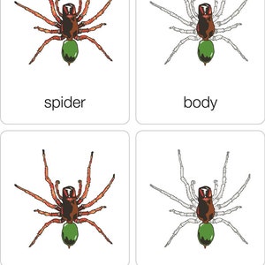 Parts of a Spider Puzzle With Nomenclature Cards (3-6) (printed ...