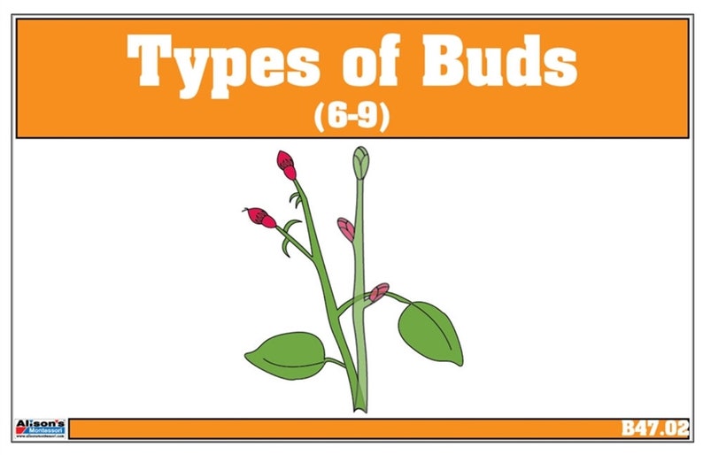 Types of Buds With Nomenclature Cards 6-9 (printed) | Montessori ...