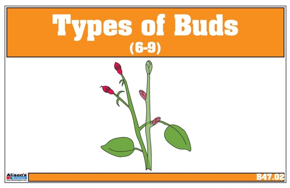 Types of Buds With Nomenclature Cards 6-9 (printed) | Montessori ...