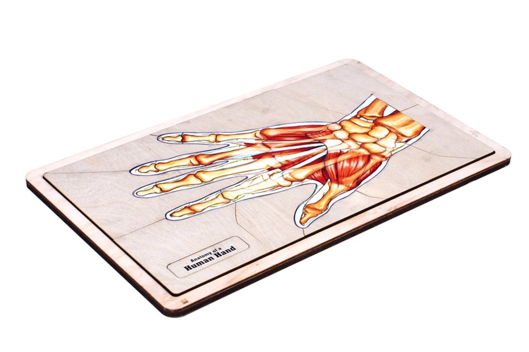 Human Hand Anatomy Puzzle: Montessori Three Part Cards (printed) - Etsy