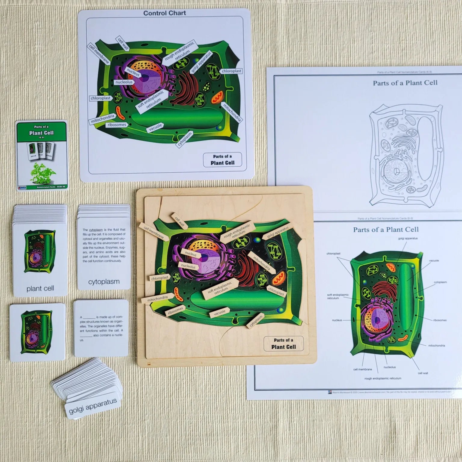 The Structure of a Leaf Puzzle With Nomenclature Cards (printed) (6-9 ...