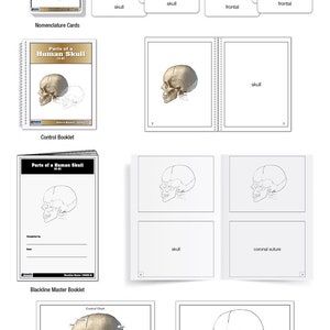Parts of a Human Skull Puzzle With Nomenclature Cards (3-6 ...
