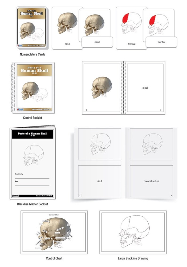 Parts of a Human Skull Puzzle With Nomenclature Cards (3-6 ...
