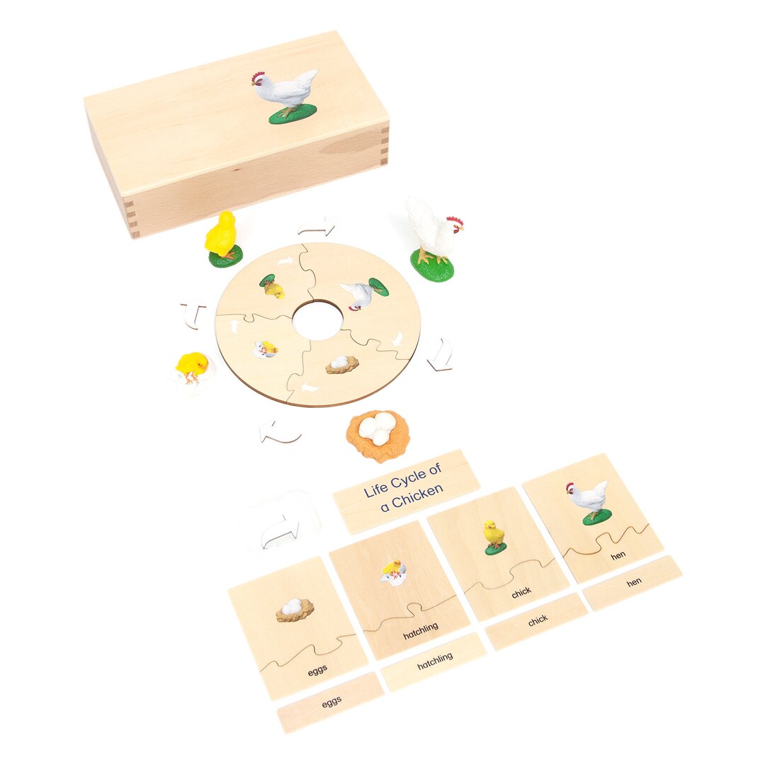 Life Cycle Set of a Chicken Montessori Life Cycle Chicken - Etsy