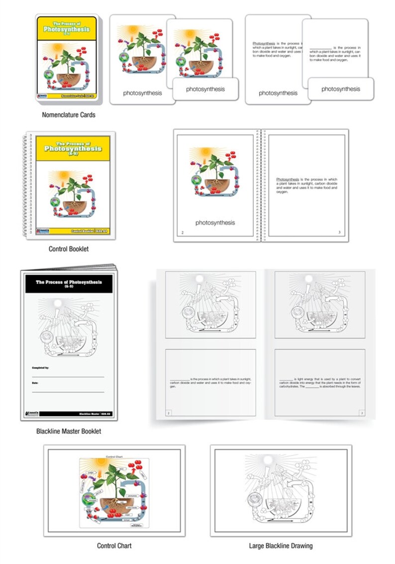 The Process of Photosynthesis Puzzle With Nomenclature Cards 6-9 ...