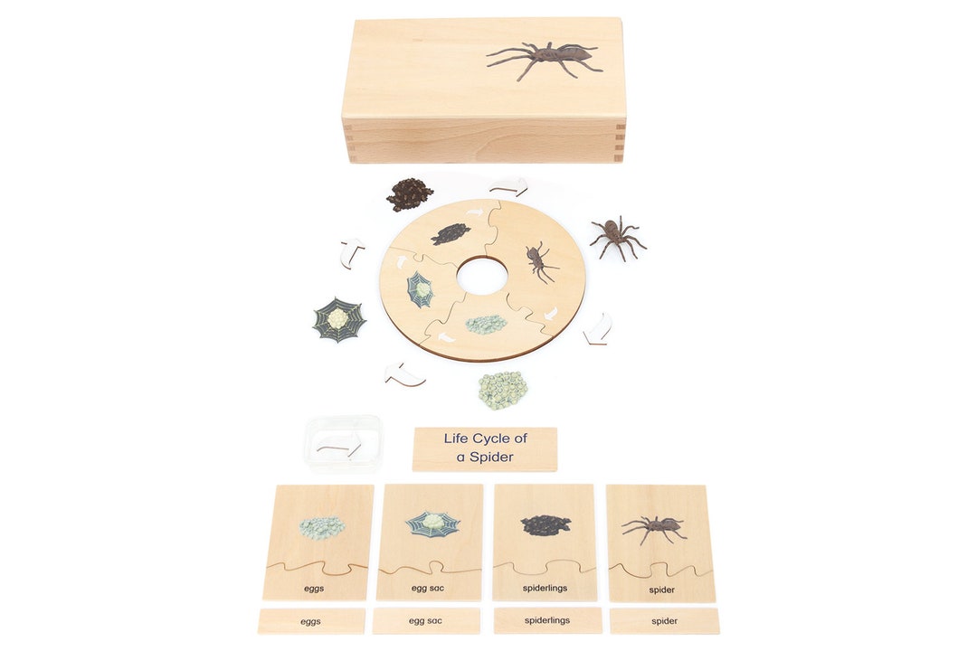 Life Cycle Set of a Spider - Montessori Life Cycle - Spider Life Cycle ...