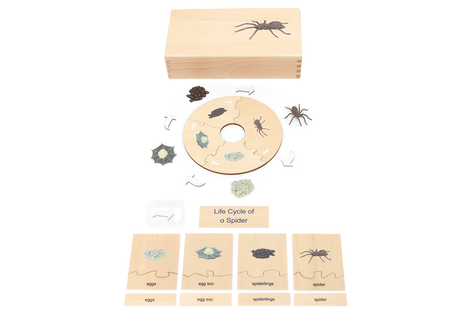 Life Cycle Set of a Spider Montessori Life Cycle Spider - Etsy