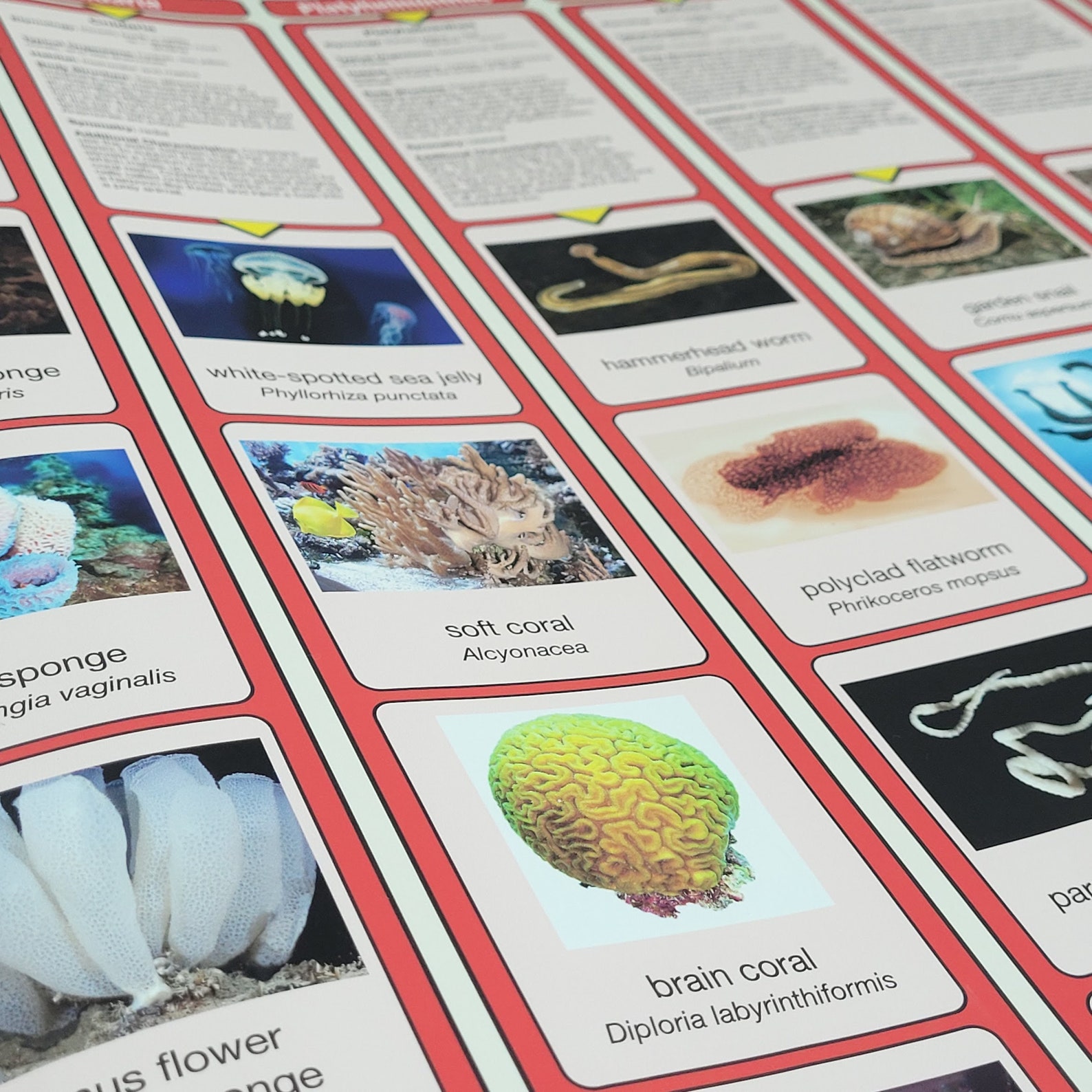 Animal Kingdom Chart (invertebrates) | Invertebrates Chart | the Animal ...