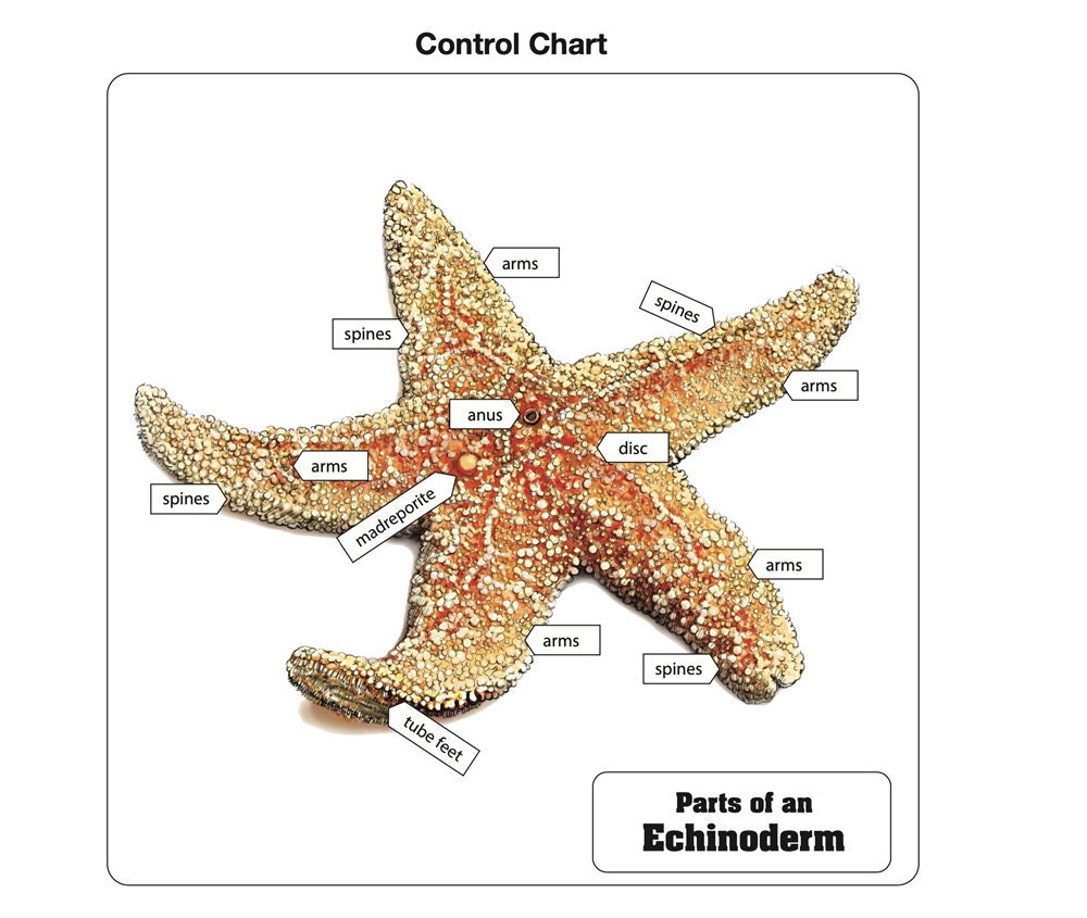 Parts of an Echinoderm Puzzle Montessori Science Puzzles - Etsy
