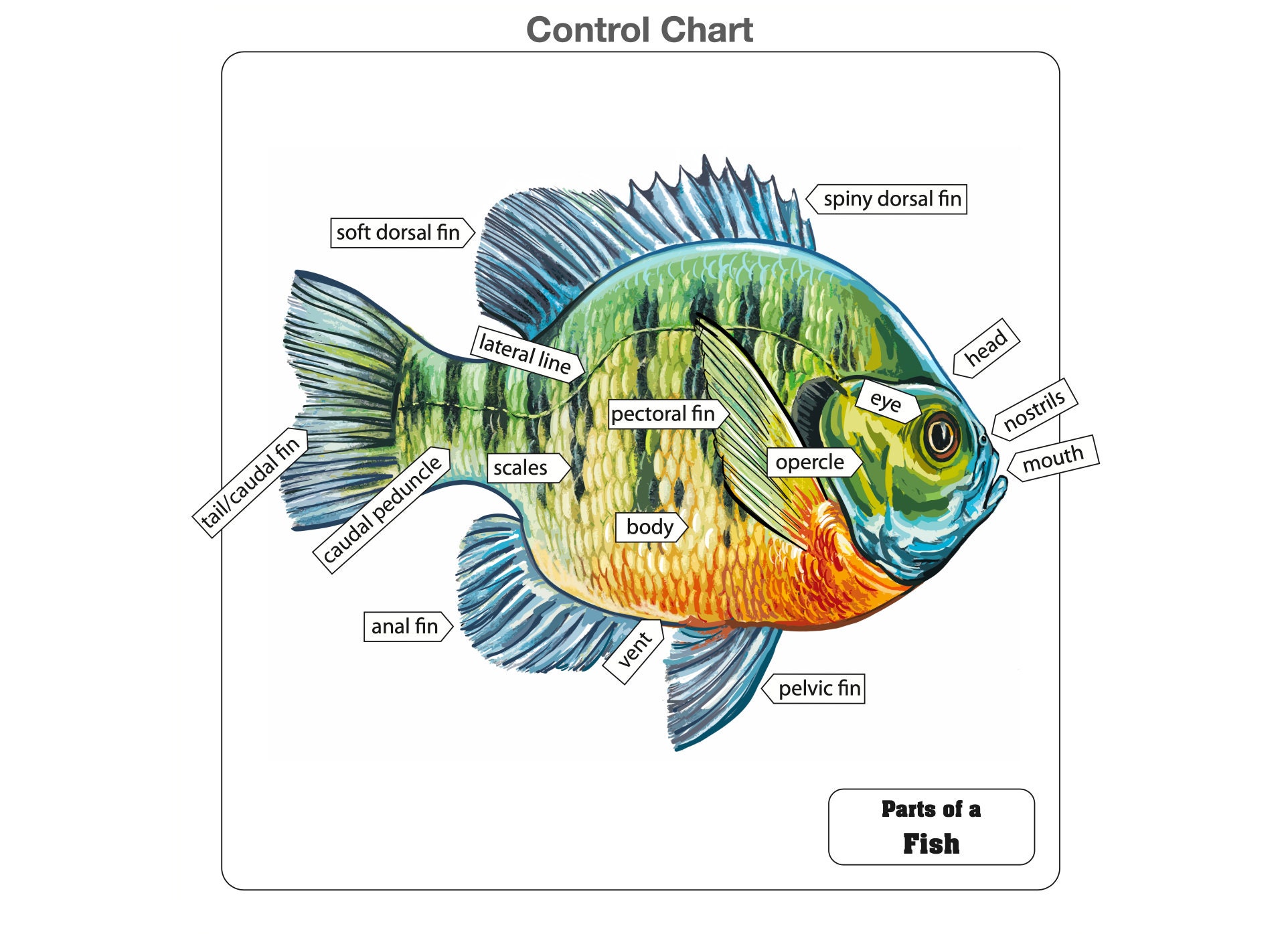 Montessori Parts of a Fish Puzzle Montessori Zoology Materials ...