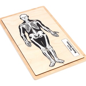 Parts of a Human Skeleton Puzzle | Montessori Puzzle | Human Skeleton ...