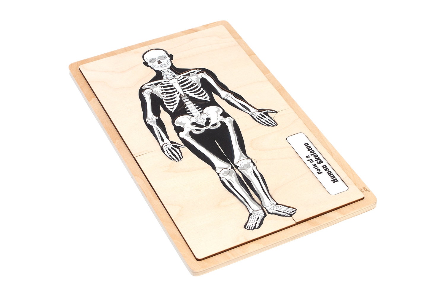 Parts of a Human Skeleton Puzzle | Montessori Puzzle | Human Skeleton ...
