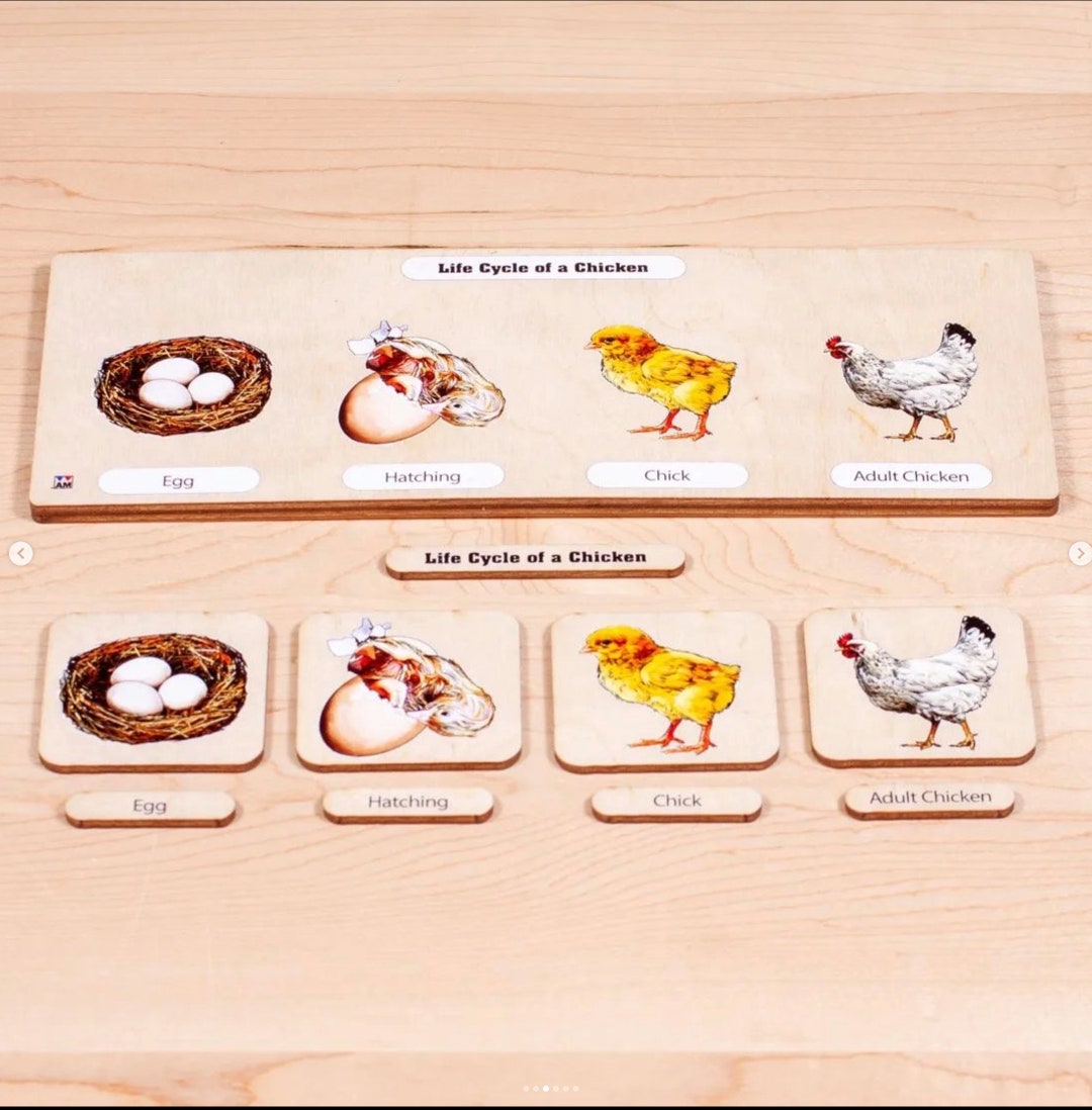 Montessori Wooden Chicken Life Cycle Puzzle: Educational Toy for ...