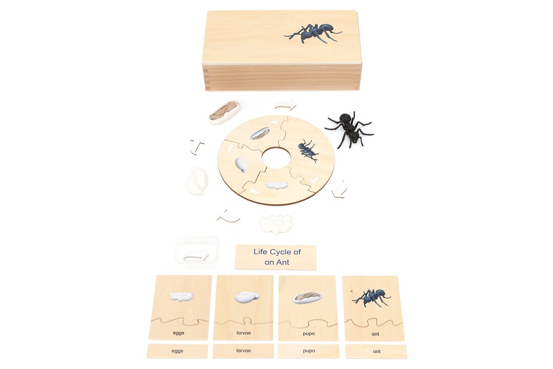 Life Cycle Set of an Ant - Montessori Life Cycle - Ant Life Cycle ...