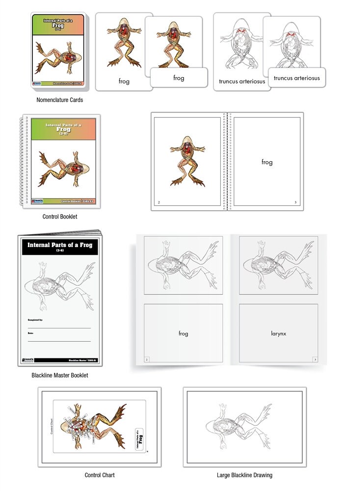 Internal Parts of a Frog Puzzle With Nomenclature Cards (3-6) (printed ...