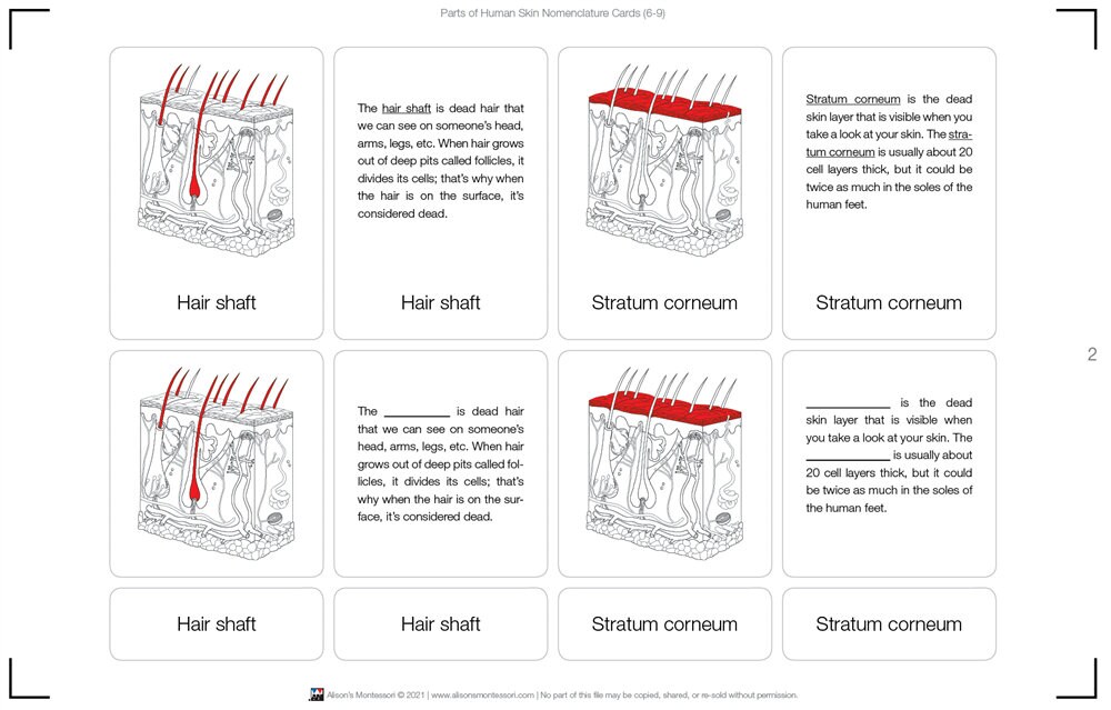 Parts of Human Skin Puzzle With Nomenclature Cards (6-9) Printed ...