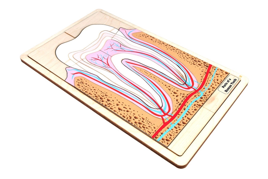Parts of a Human Tooth Puzzle With Nomenclature Cards 6-9 - Etsy