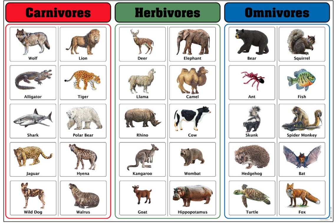 Tablas con tarjetas sobre carnívoros, herbívoros y omnívoros / Material ...